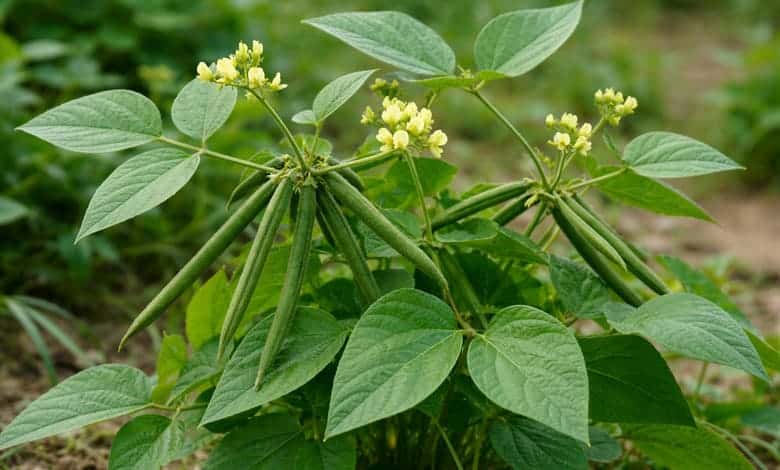 Боб мунг (Vigna radiata) | Cvete.eu
